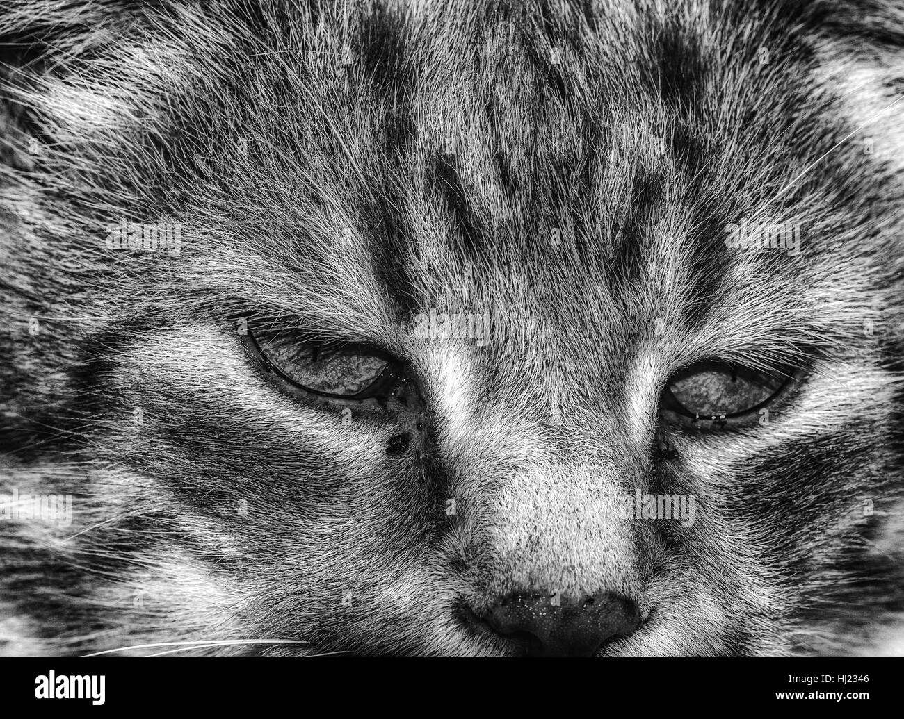 Very seriously cat Black and White Stock Photos & Images - Alamy