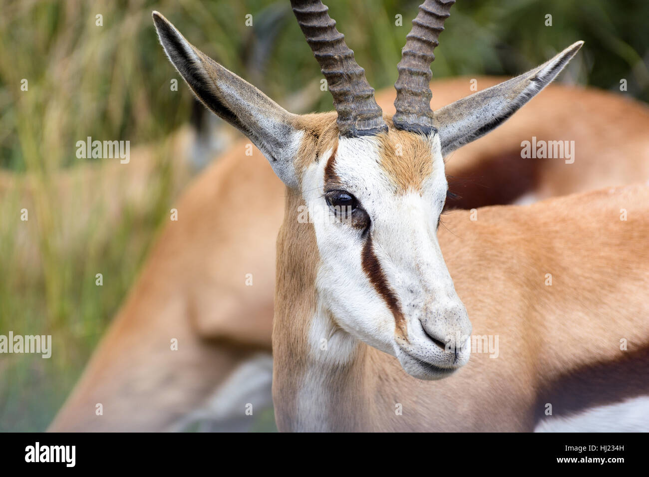 lovely sweet cute antelope,natural background,sunny day,South Africa ...