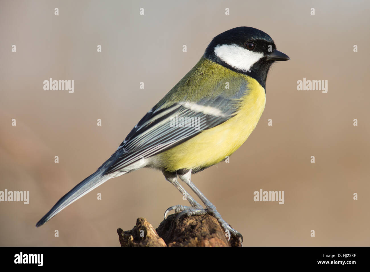 bird, birds, titmouse, great titmouse, singing-bird, bobolinks, animal ...