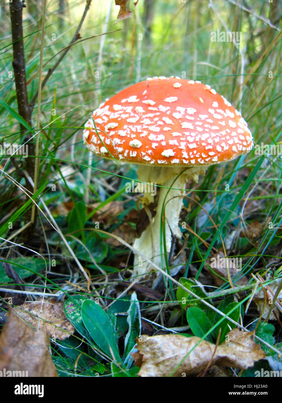 fly agaric, mushroom, fungus, forest, toxic, poisonous, fly, danger ...