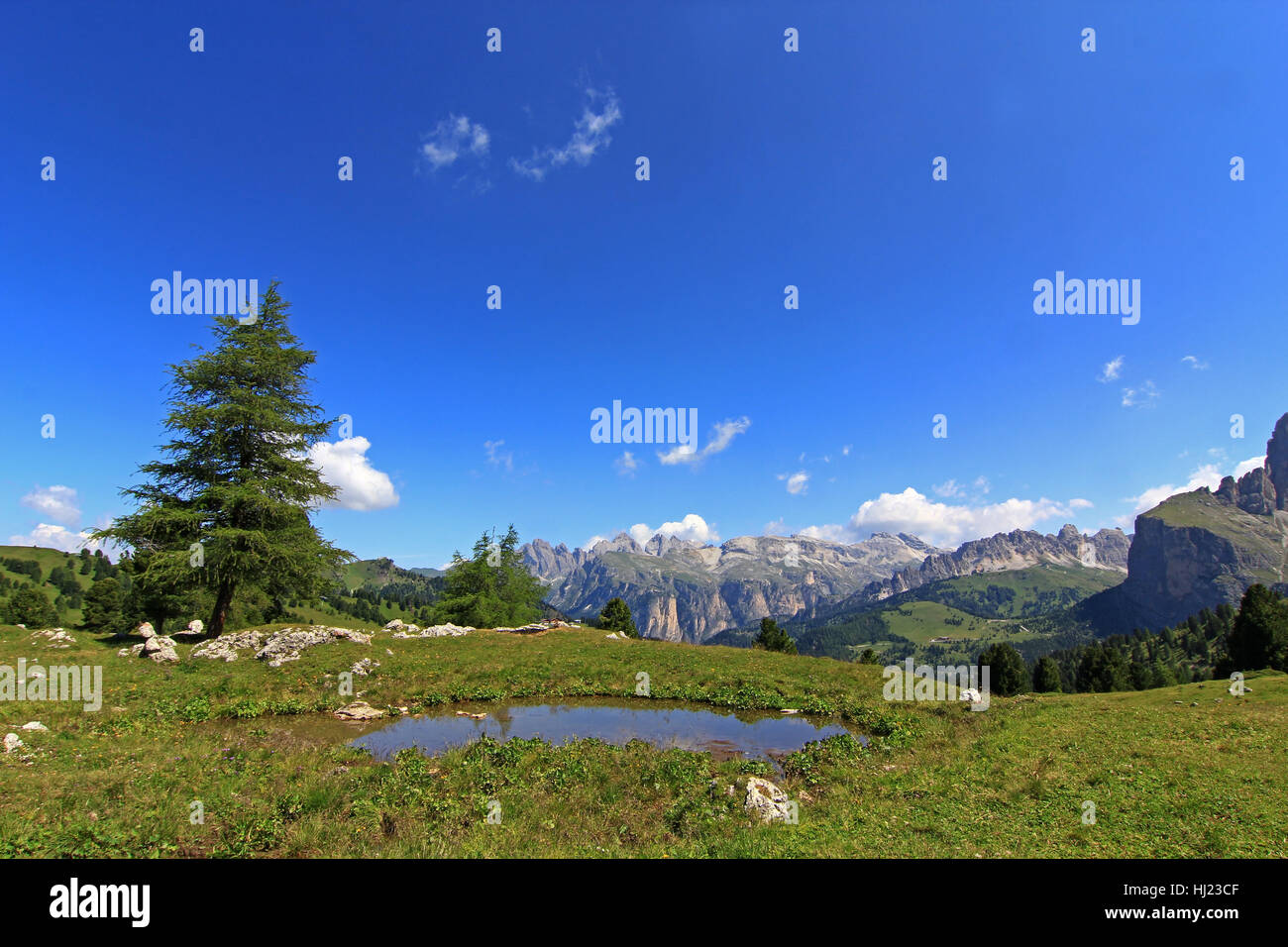 tree, mountains, dolomites, alps, south tyrol, salt water, sea, ocean ...