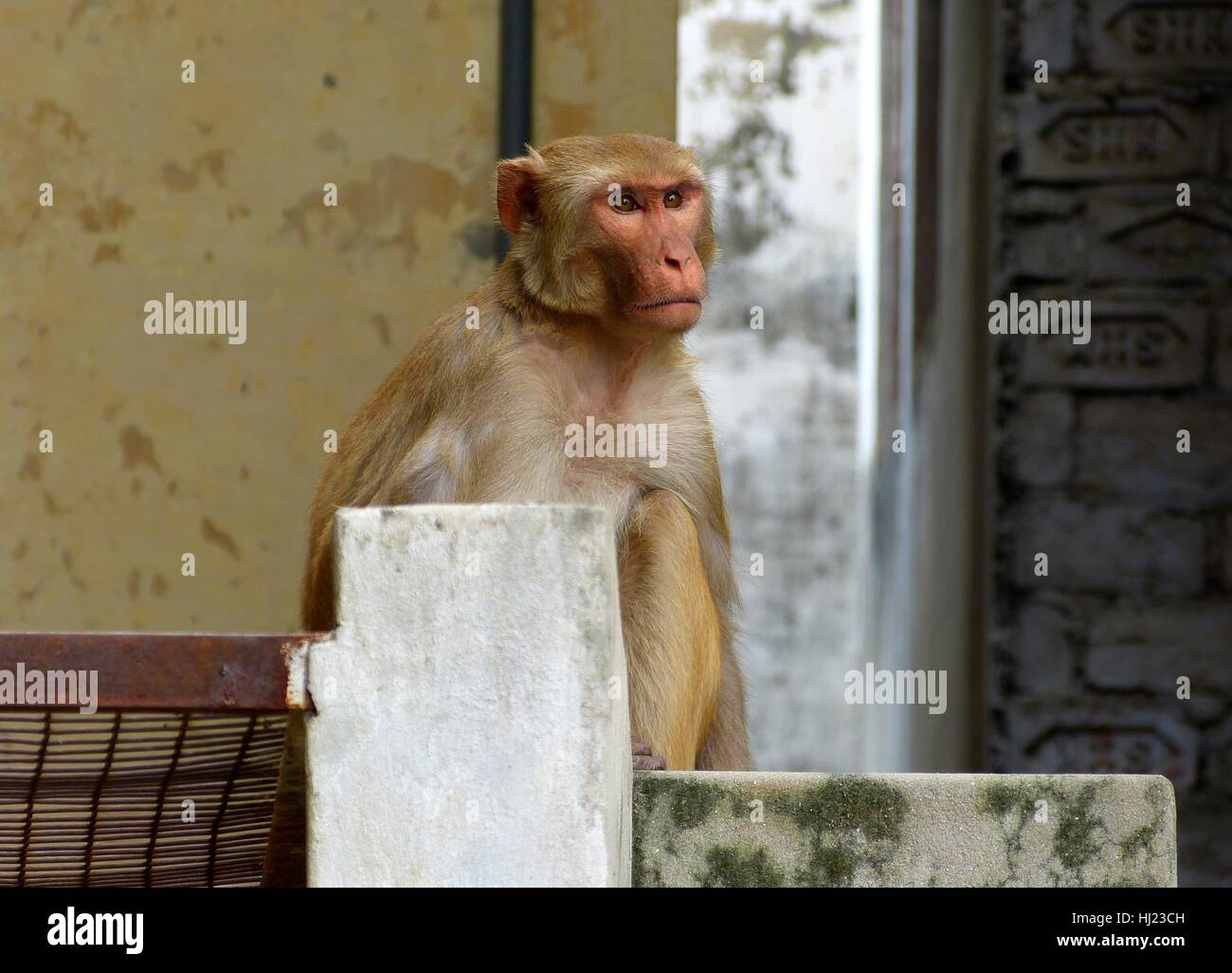 Monkey at roof hi-res stock photography and images - Alamy