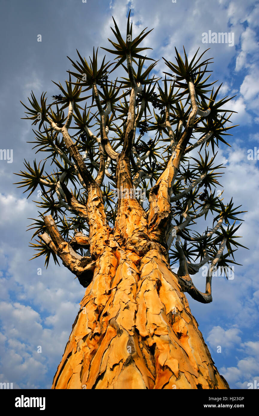 desert, wasteland, africa, namibia, branches, stalk, stem, high, tall ...