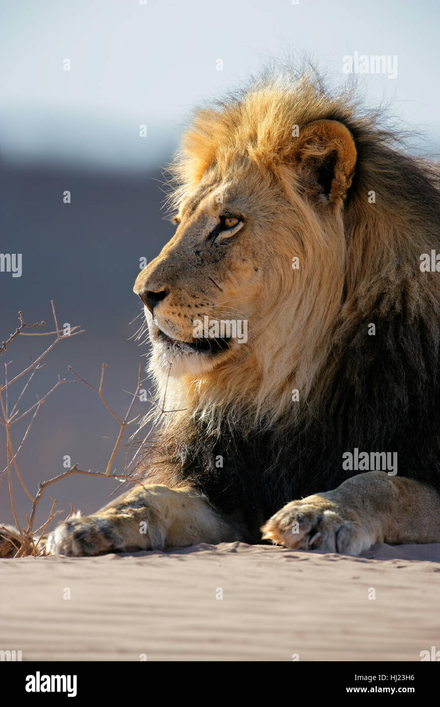animal, mammal, africa, male, masculine, lion, cat, big cat, feline ...