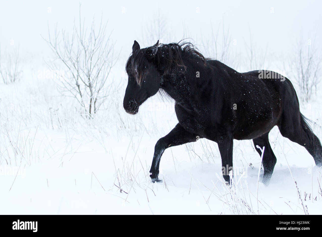 walk, go, going, walking, horse, winter, animal, field, snow, coke ...