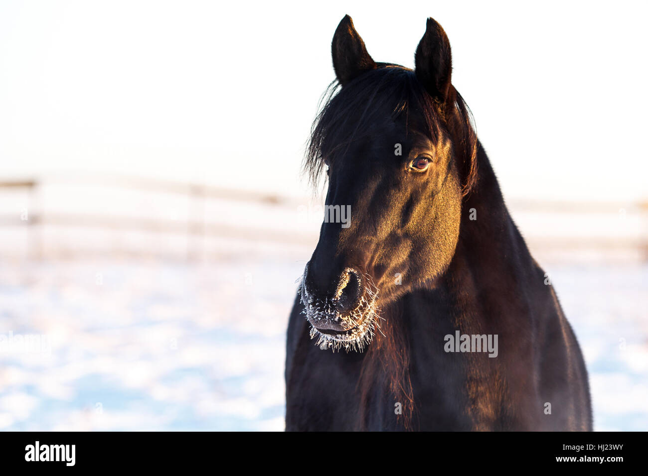 horse, winter, animal, field, snow, coke, cocaine, material, drug ...