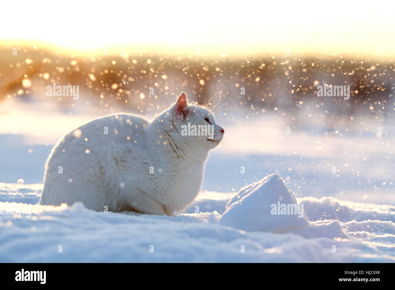 winter, animal, pet, field, snow, coke, cocaine, material, drug ...
