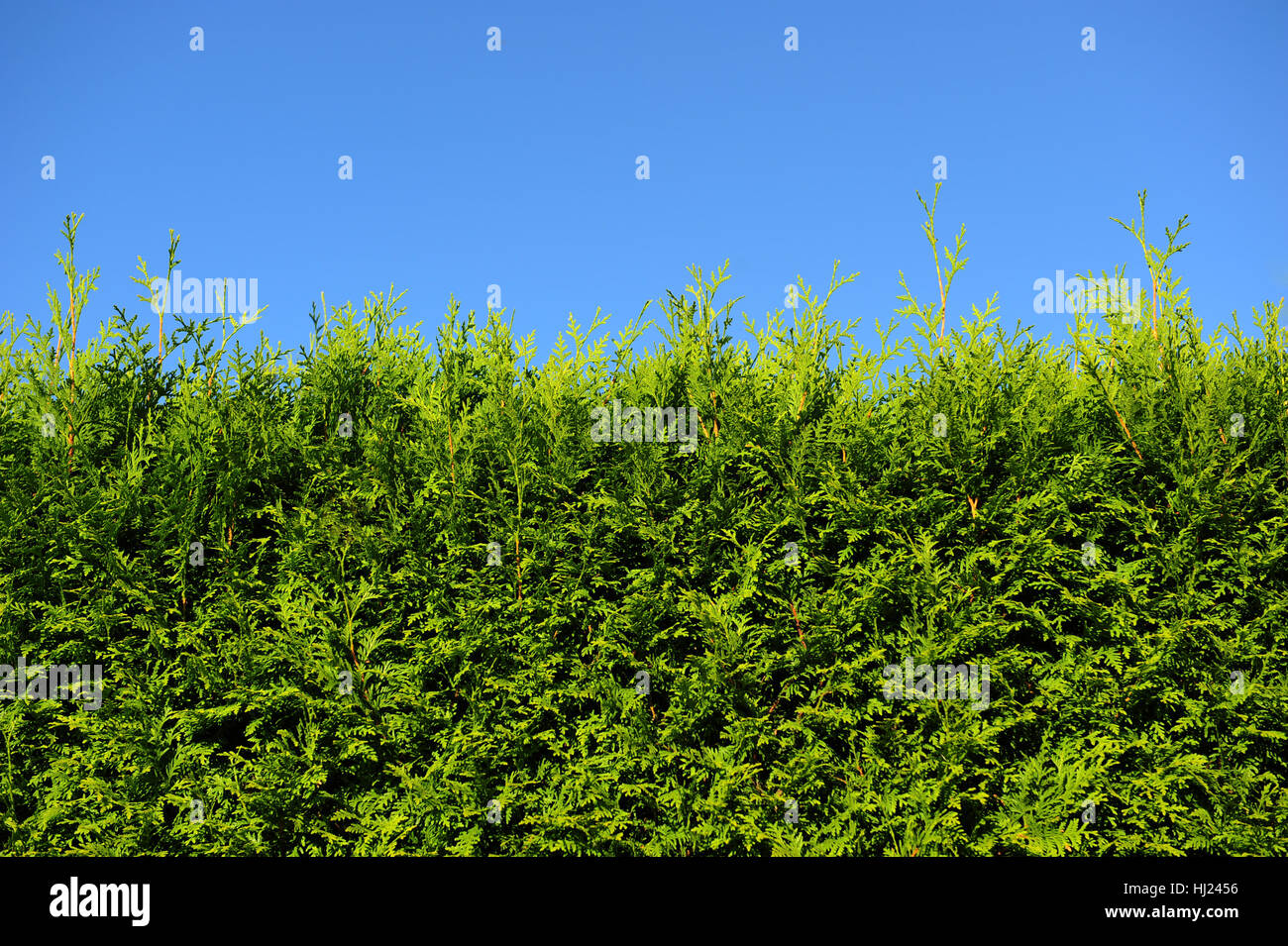 park, outdoor, hedge, fence, fence in, fencing, plant, nature, natural ...