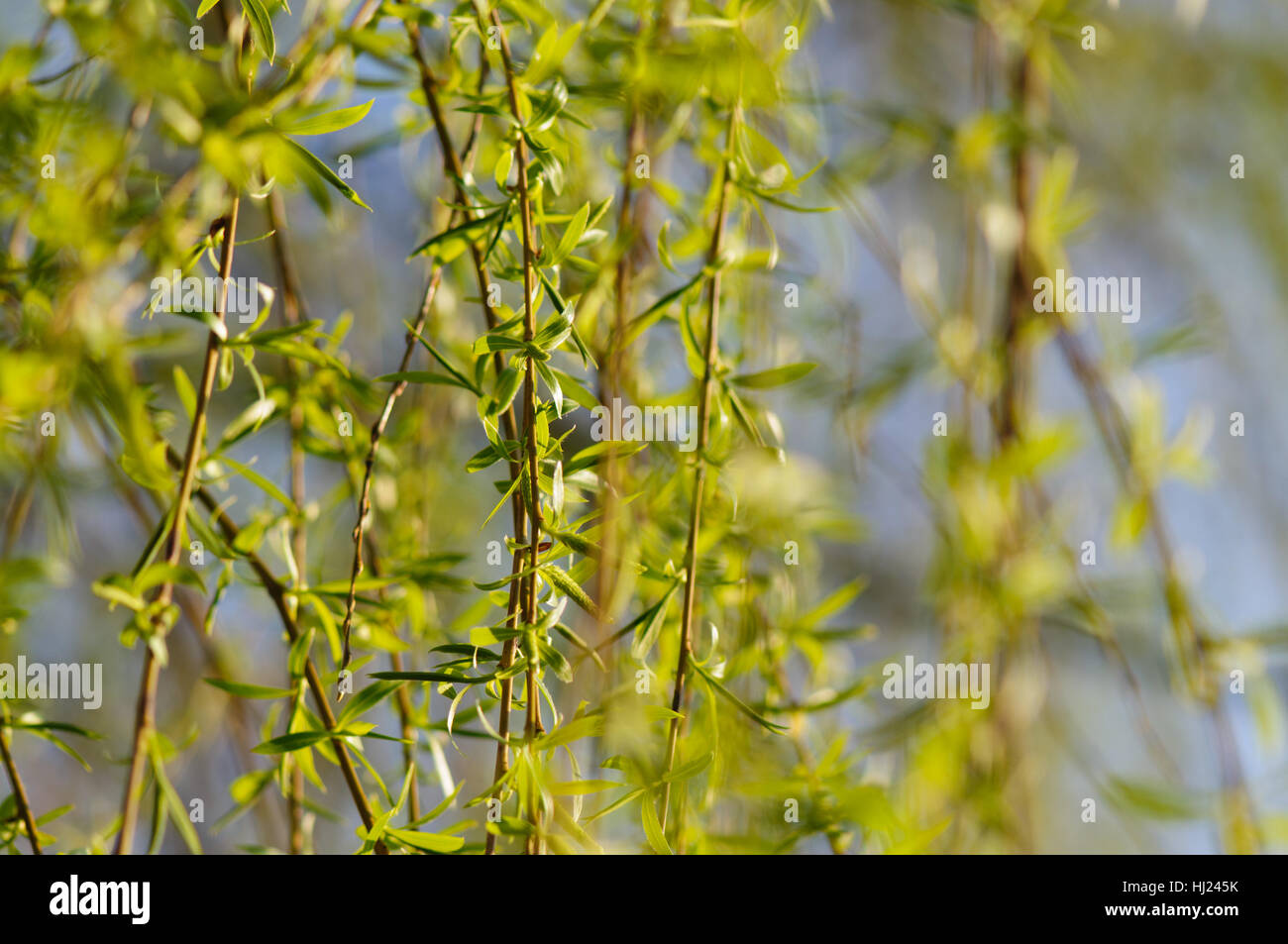 leaf, tree, deciduous tree, spring, branch, branchage, willow, leaf ...