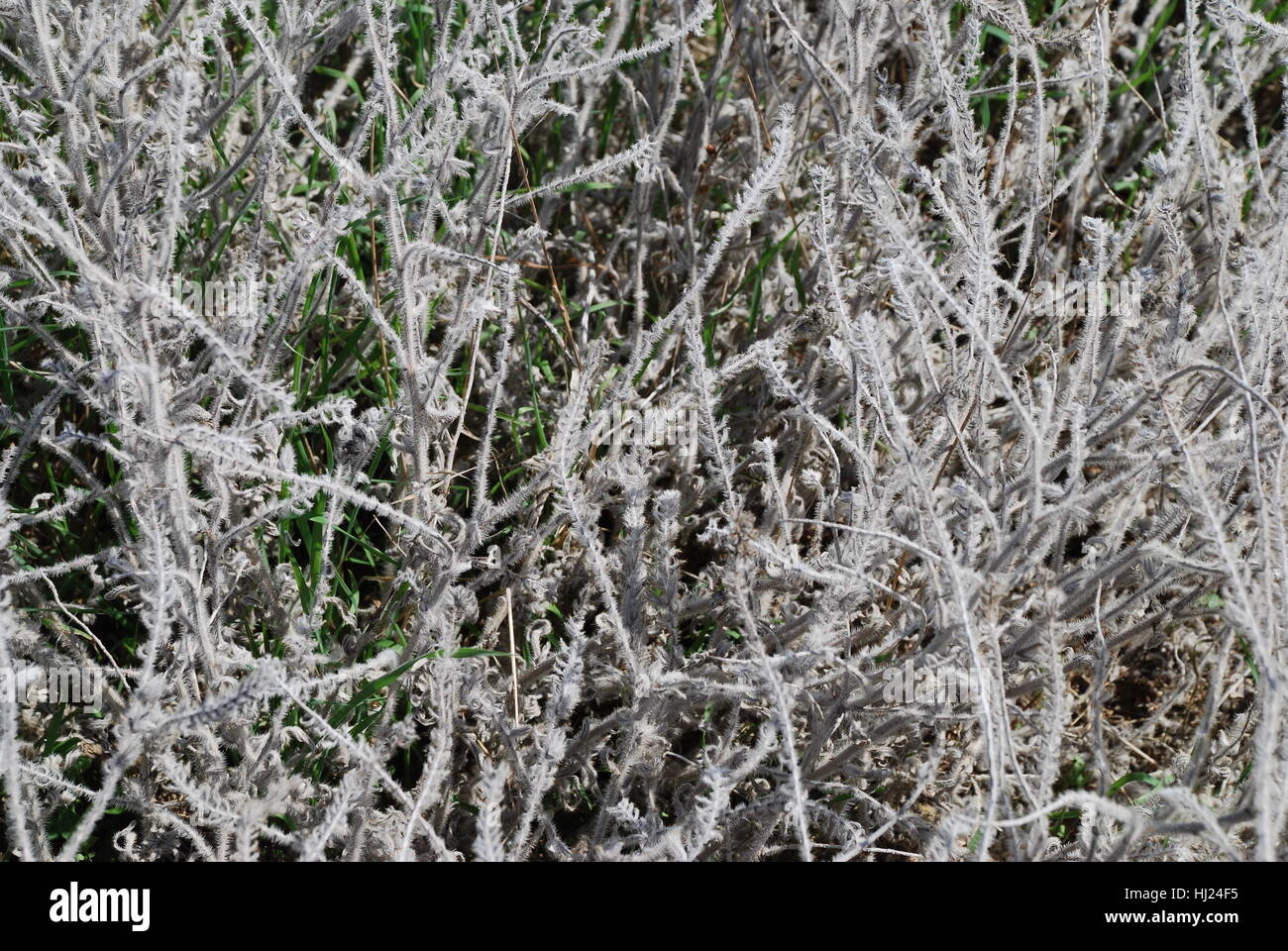 shrub, bush, grey, gray, plant, nature, plant, fauna, bloom, blossom ...