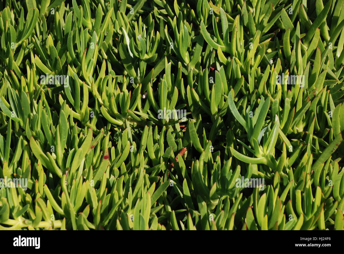 plant, flora, fruit, pulp, nature, plant, bloom, blossom, flourish ...