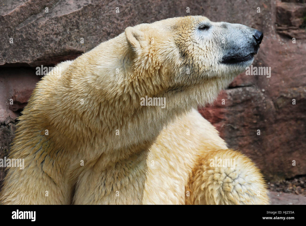 Polar bear water drip hi-res stock photography and images - Alamy