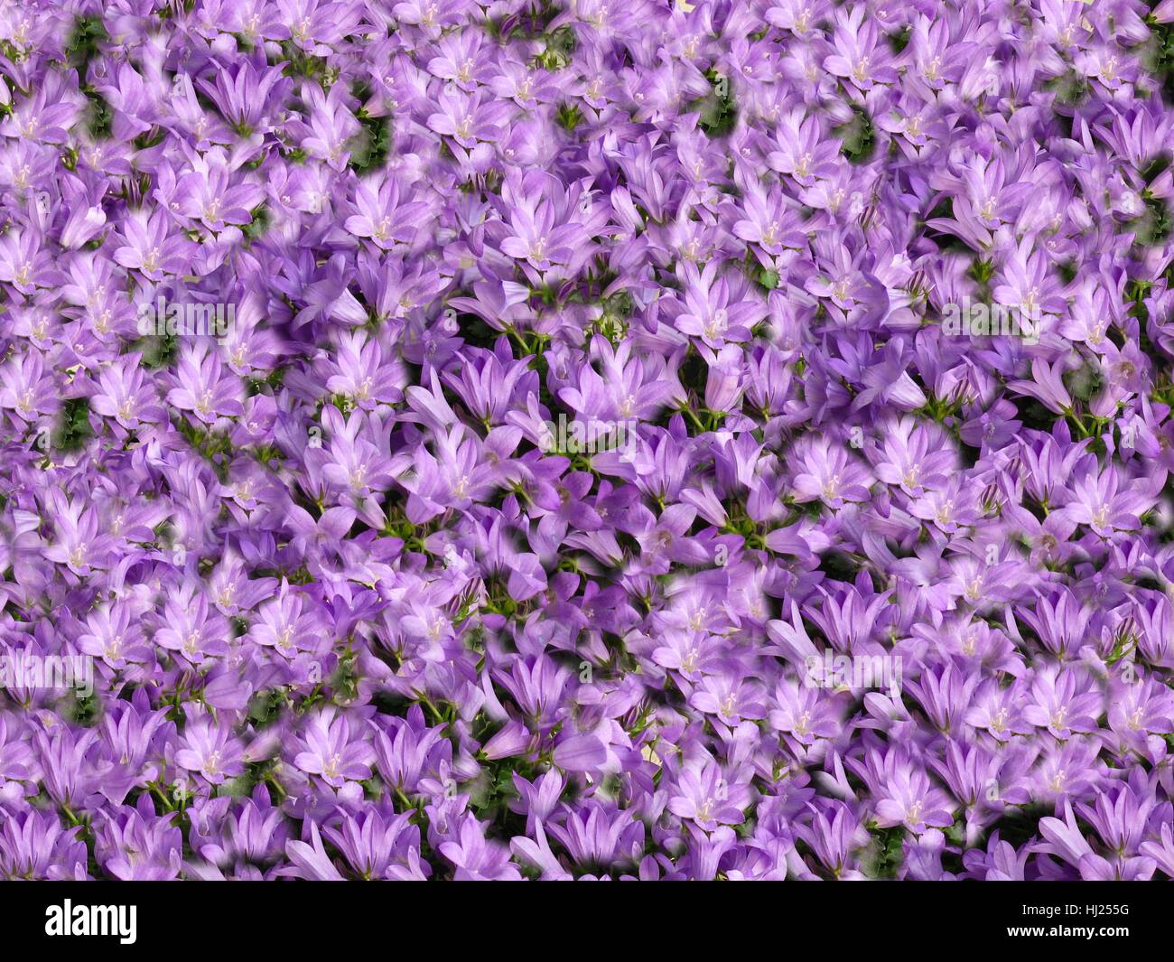 flower, flowers, plant, flora, blossoms, purple, violet, petals, bleed ...