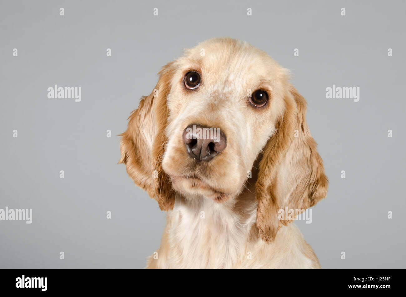 Cocker Spaniel, male, 2 years old, UK Stock Photo - Alamy