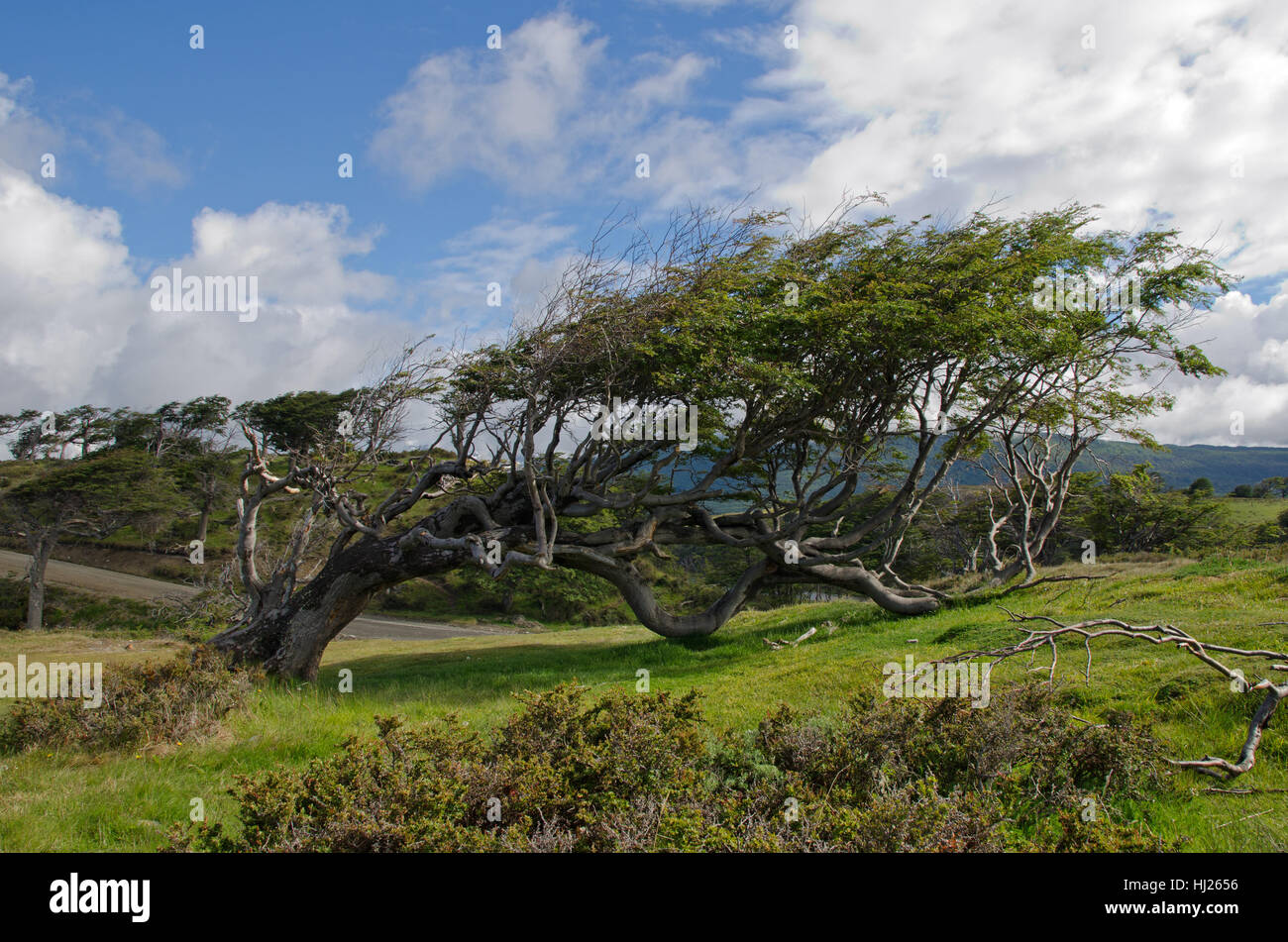 tree, trees, argentina, crooked, warped, hunchbacked, humpbacked, bowed ...