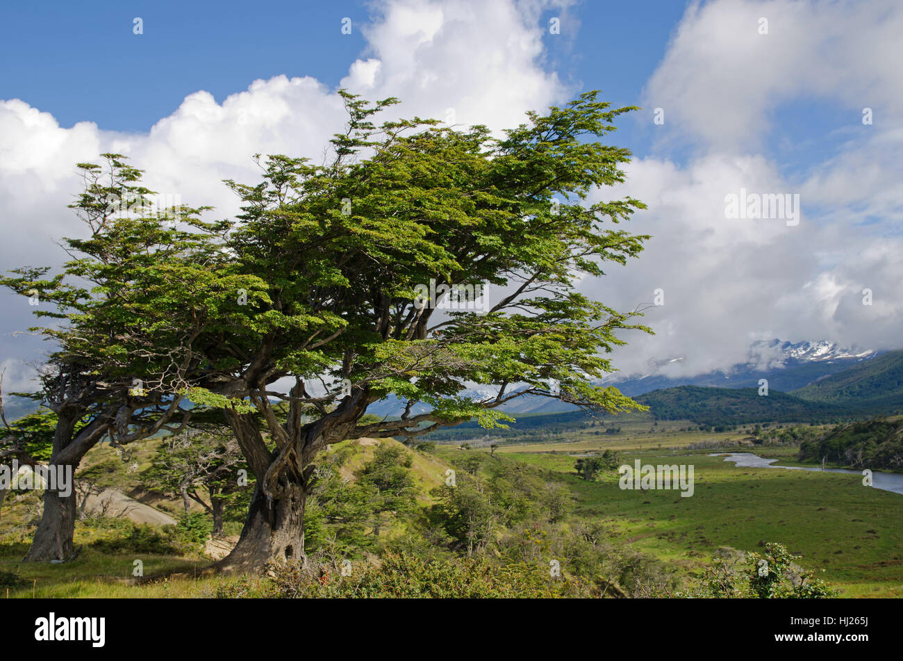 Tree trees argentina crooked warped hi-res stock photography and images ...