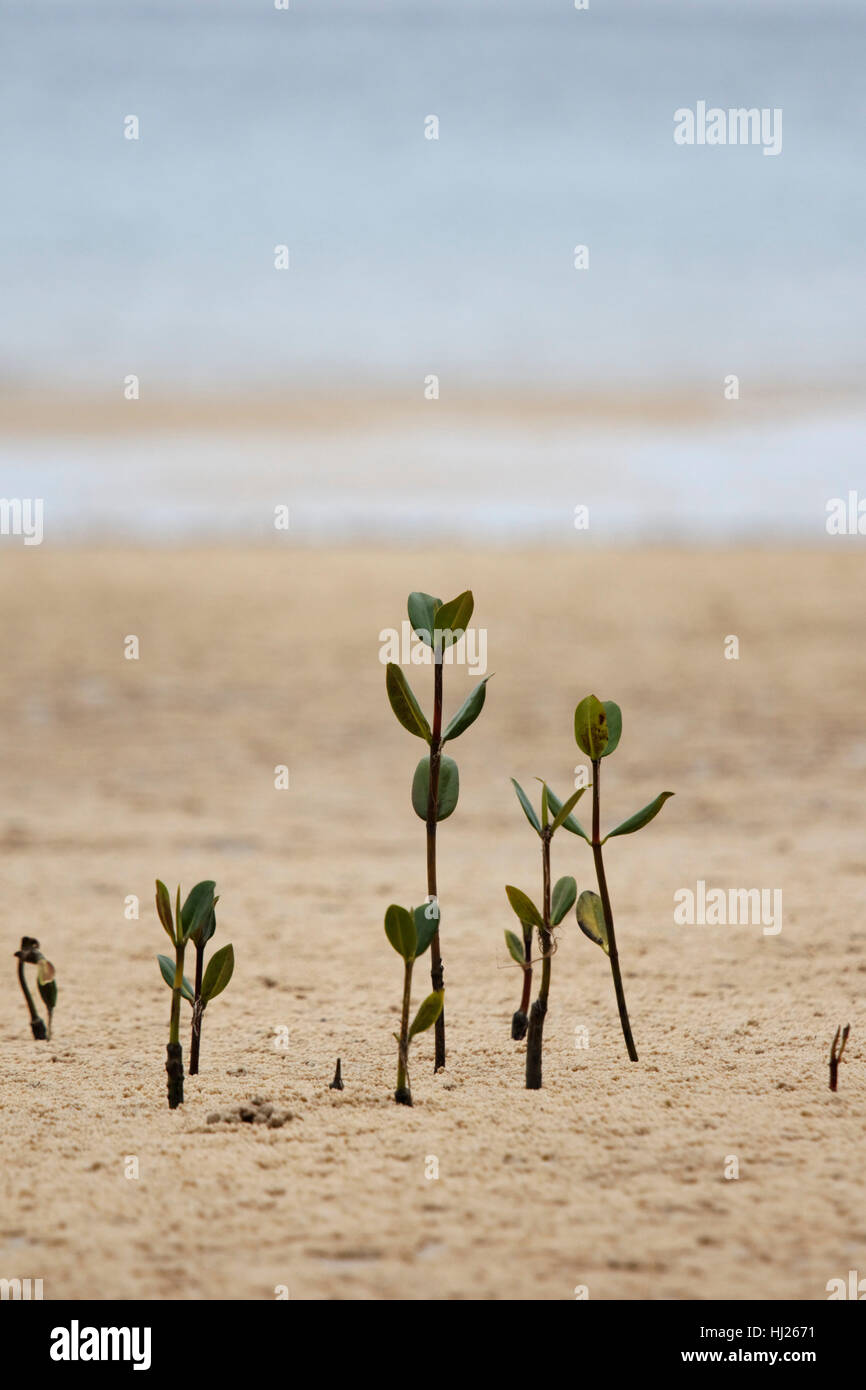 australia, salt water, sea, ocean, water, sands, sand, mangrove ...