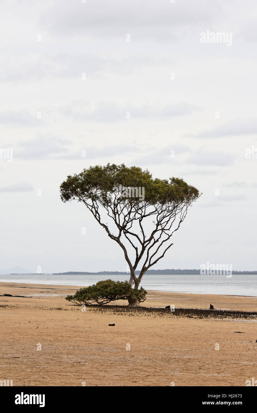 australia, salt water, sea, ocean, water, sands, sand, mangrove ...