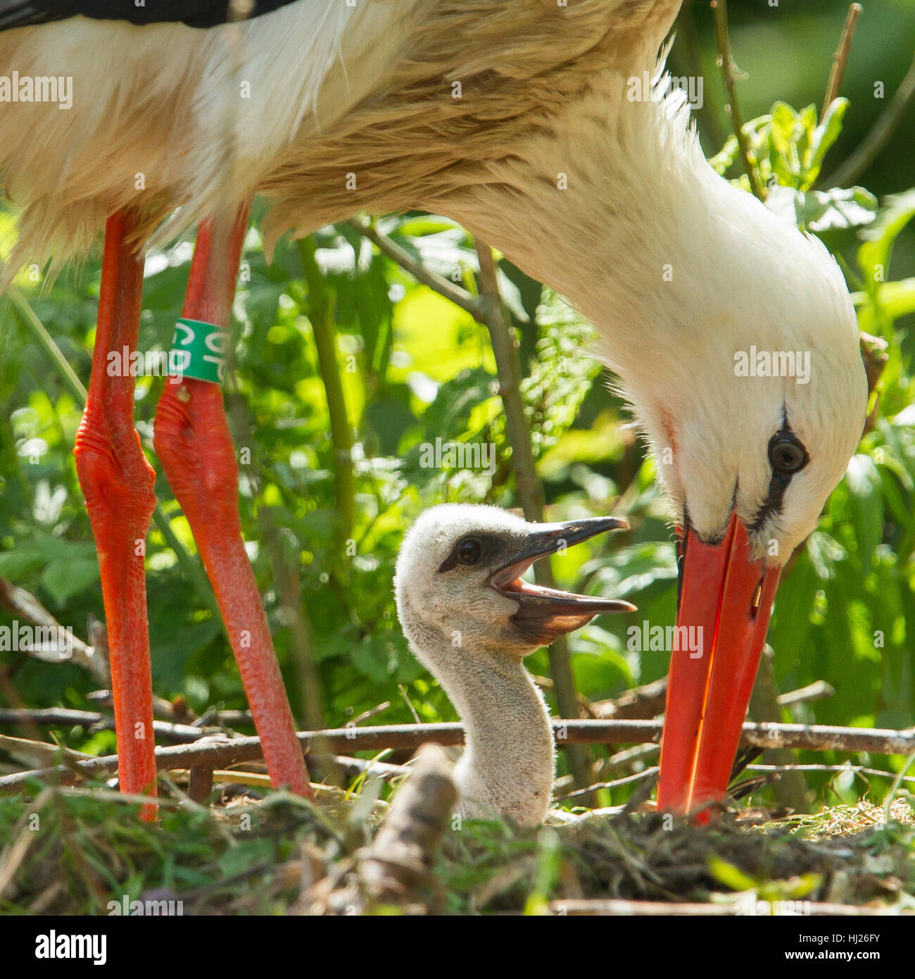 Images of childbirth hi-res stock photography and images - Alamy