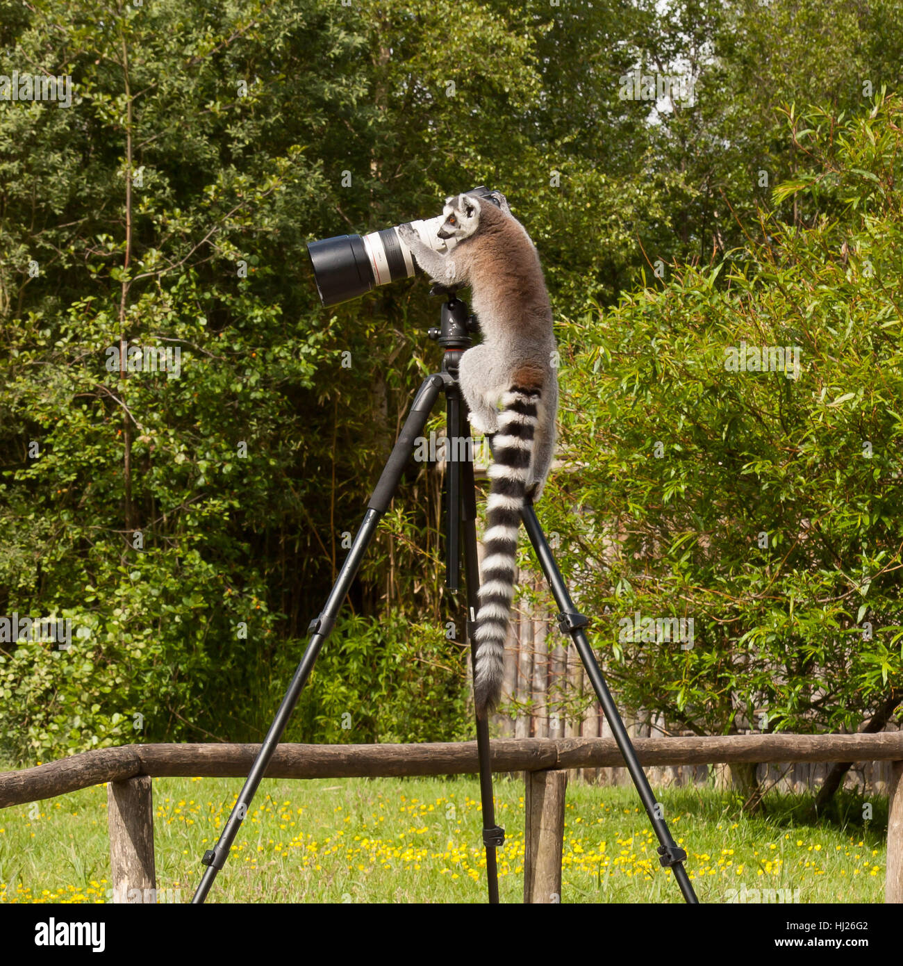 beautiful, beauteously, nice, object, isolated, animal, mammal, wild ...