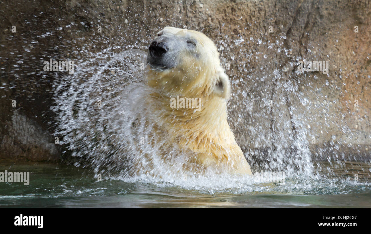 closeup, bear, arctic, cold, playful, animals, portrait, zoo, fur ...