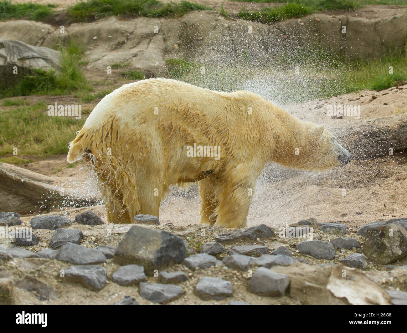 Seabear hi-res stock photography and images - Alamy
