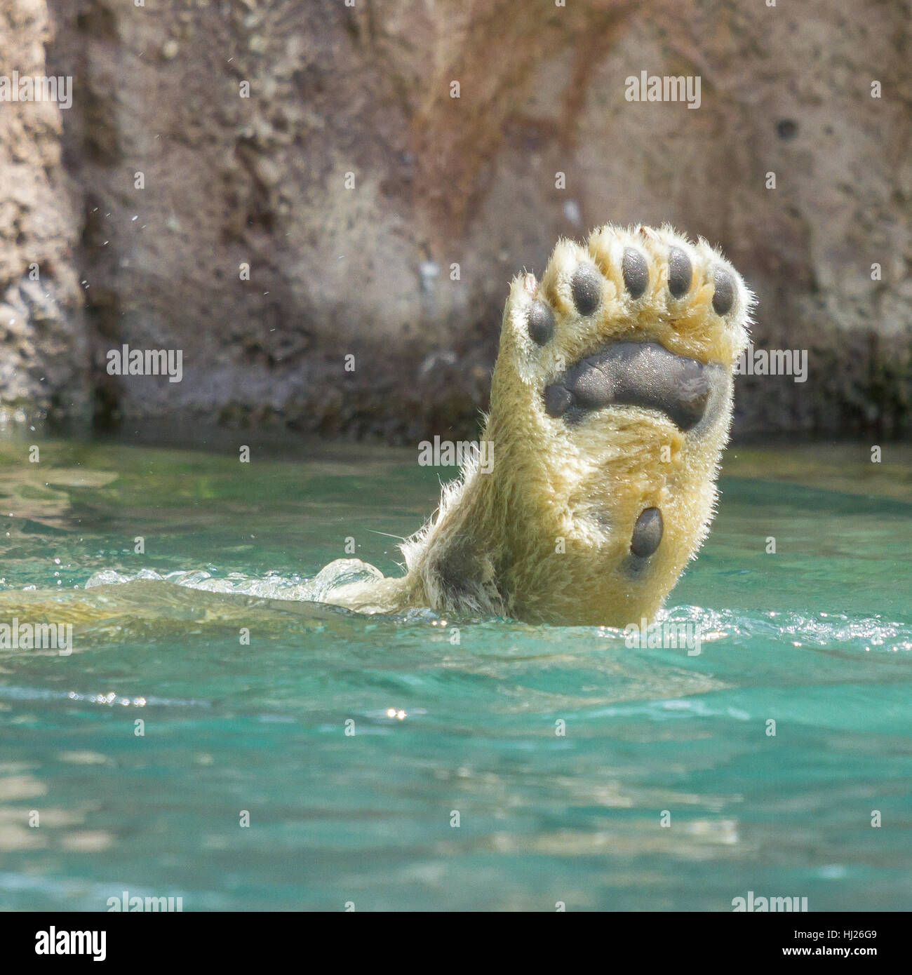 closeup, bear, arctic, cold, playful, animals, portrait, zoo, fur ...