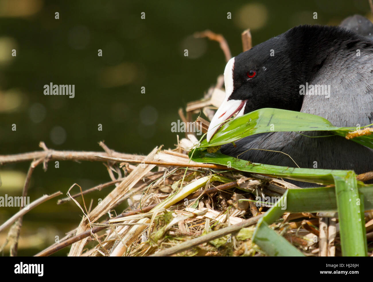 animal, bird, wild, swamp, nest, stretch, beak, fresh water, pond ...