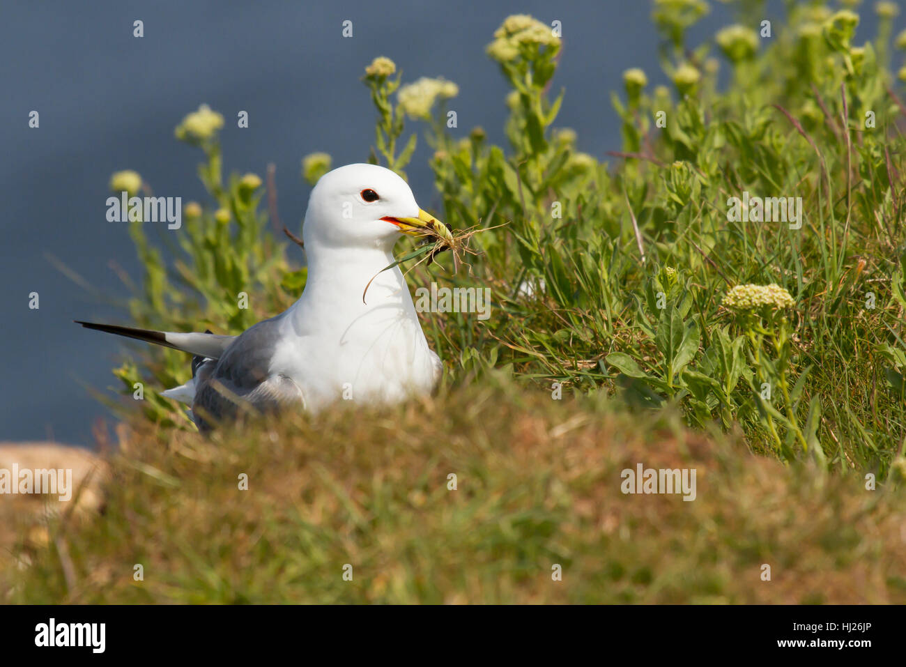 close, blue, beautiful, beauteously, nice, life, exist, existence ...