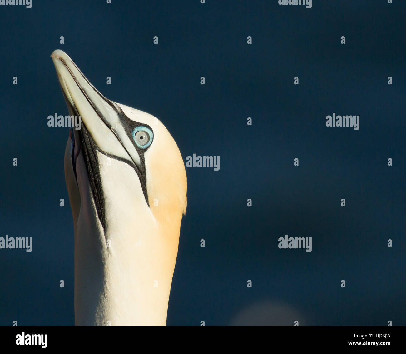 Gannet photos hi-res stock photography and images - Alamy