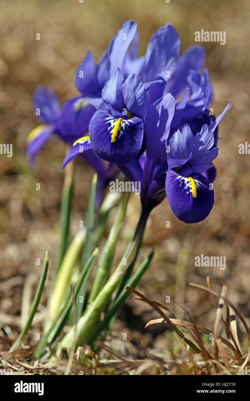 blue, iris, blue, winter, spring, iris, yellow, iris reticulata, iris ...