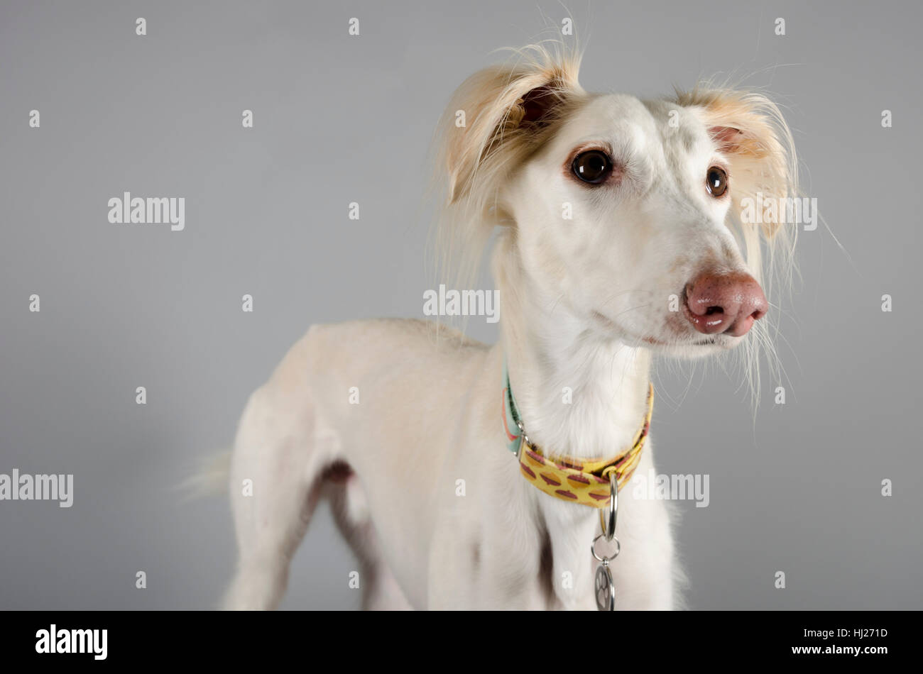 Male Saluki Crossbreed, 6 years old, UK Stock Photo - Alamy