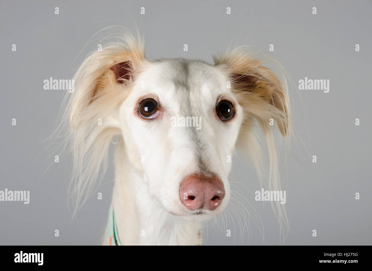 Male Saluki Crossbreed, 6 years old, UK Stock Photo - Alamy