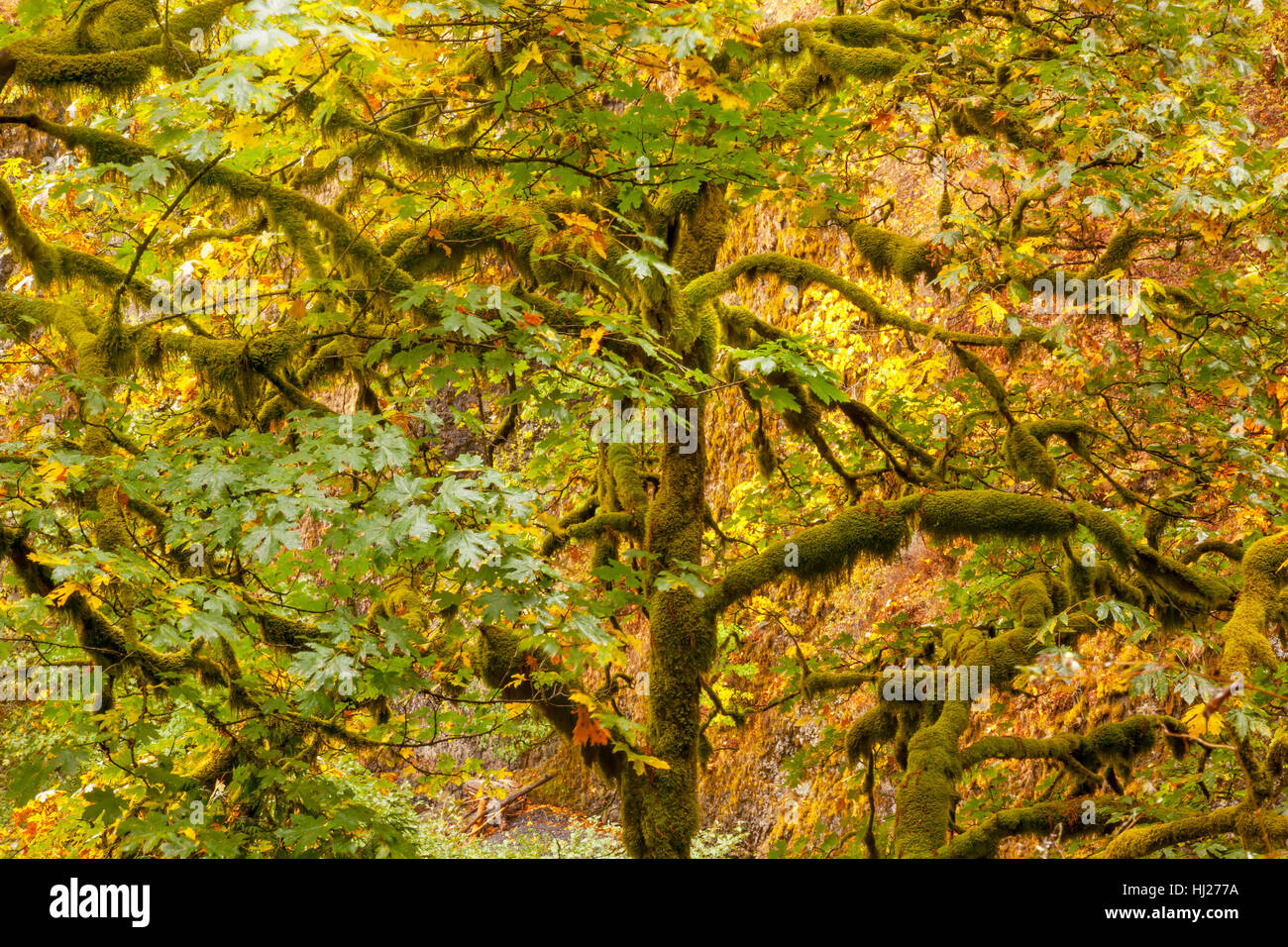 waterfall, landscape, scenery, countryside, nature, falls, tree, trees ...