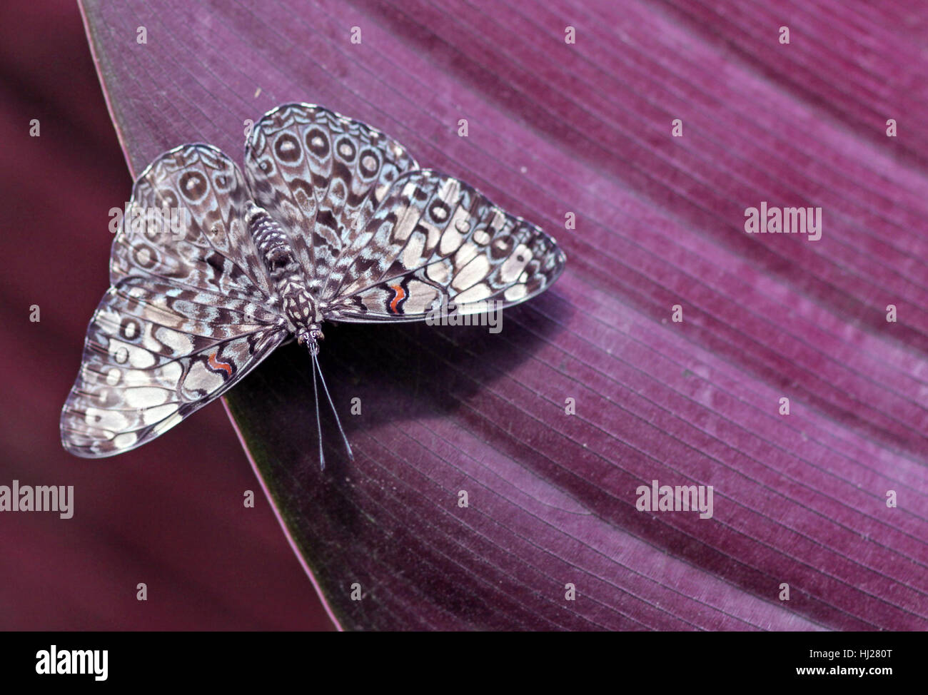 butterfly, violet, tropical, butterfly, purple, exotic, violet, moth ...