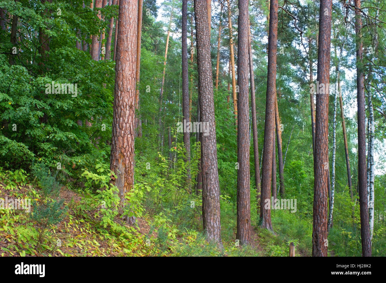 green forest background. close up day light Stock Photo - Alamy