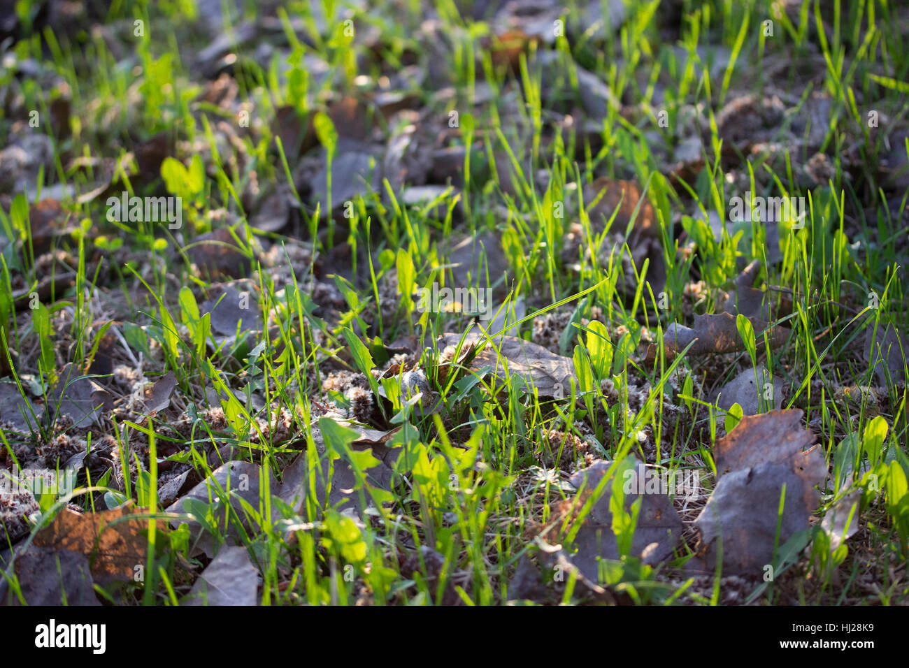 first spring grass growind throght dry grass Stock Photo - Alamy