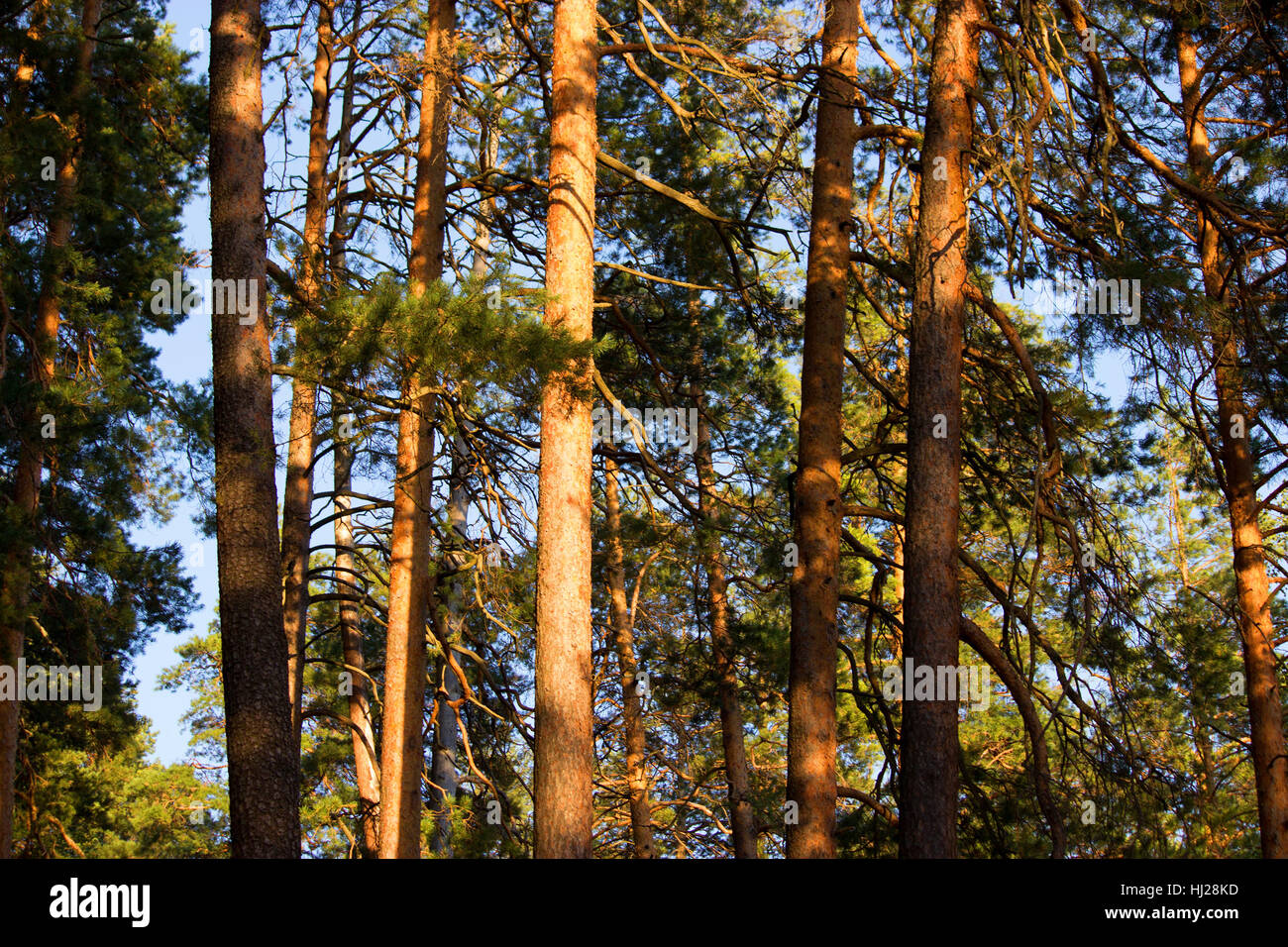 green forest background. close up day light Stock Photo - Alamy