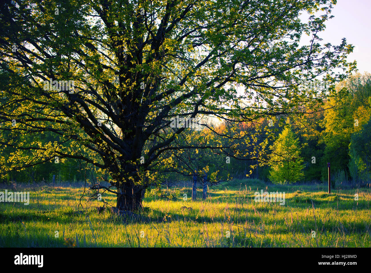 Summer Sunny Forest Trees And Green Grass. sunlight Stock Photo - Alamy