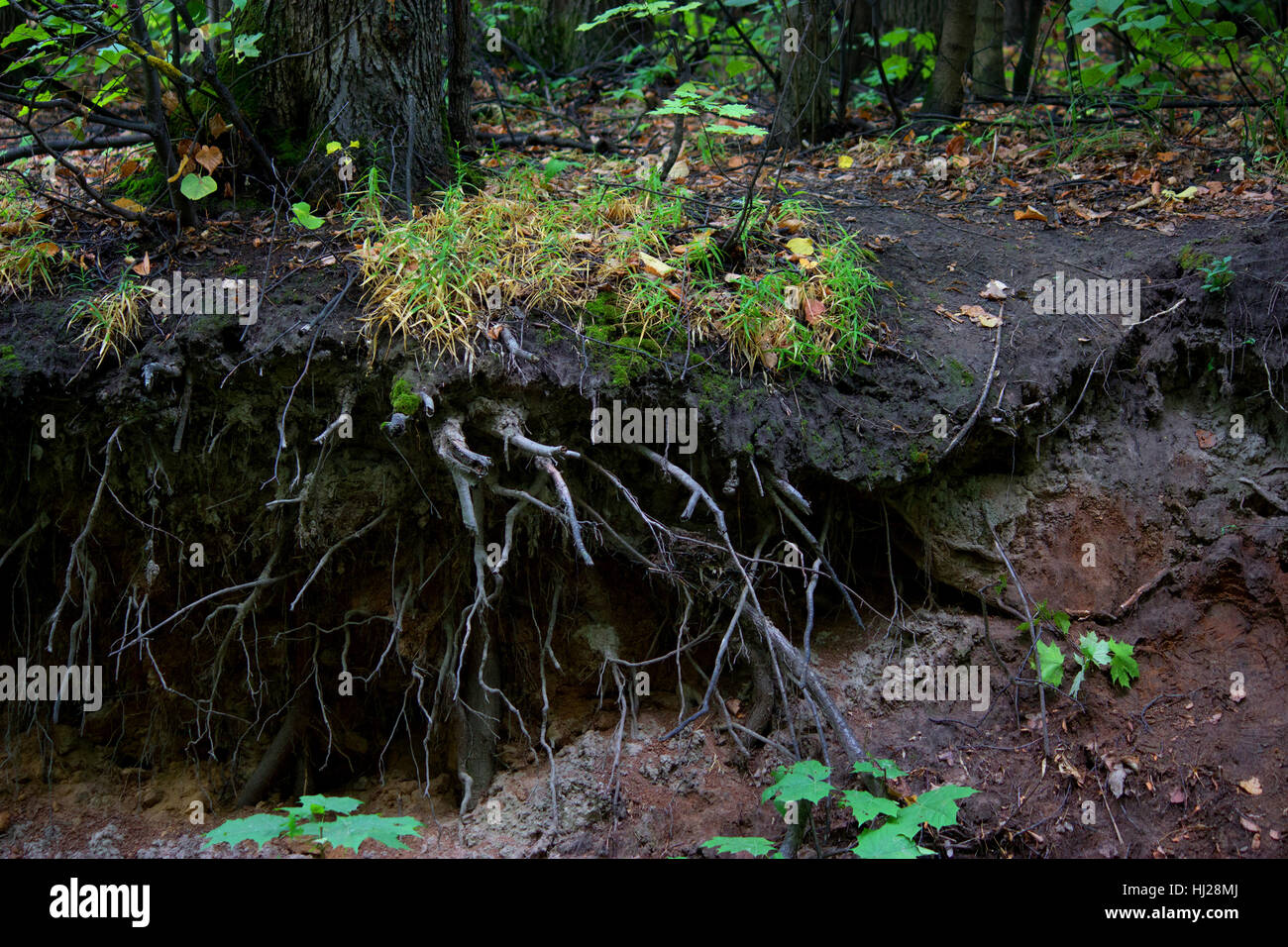 tree roots and in a dark forest Stock Photo - Alamy
