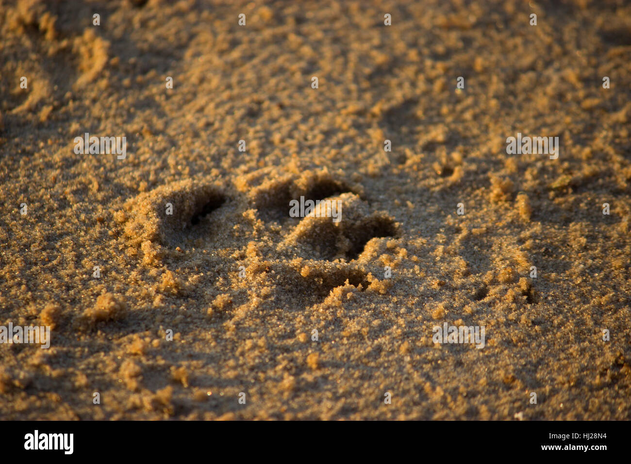 print of the dog paw on the sand Stock Photo - Alamy