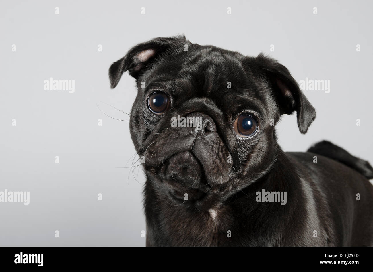 Black Female Pug 1 Year Old UK Stock Photo Alamy black-female-pug-1-year-old-uk-stock-photo-alamy