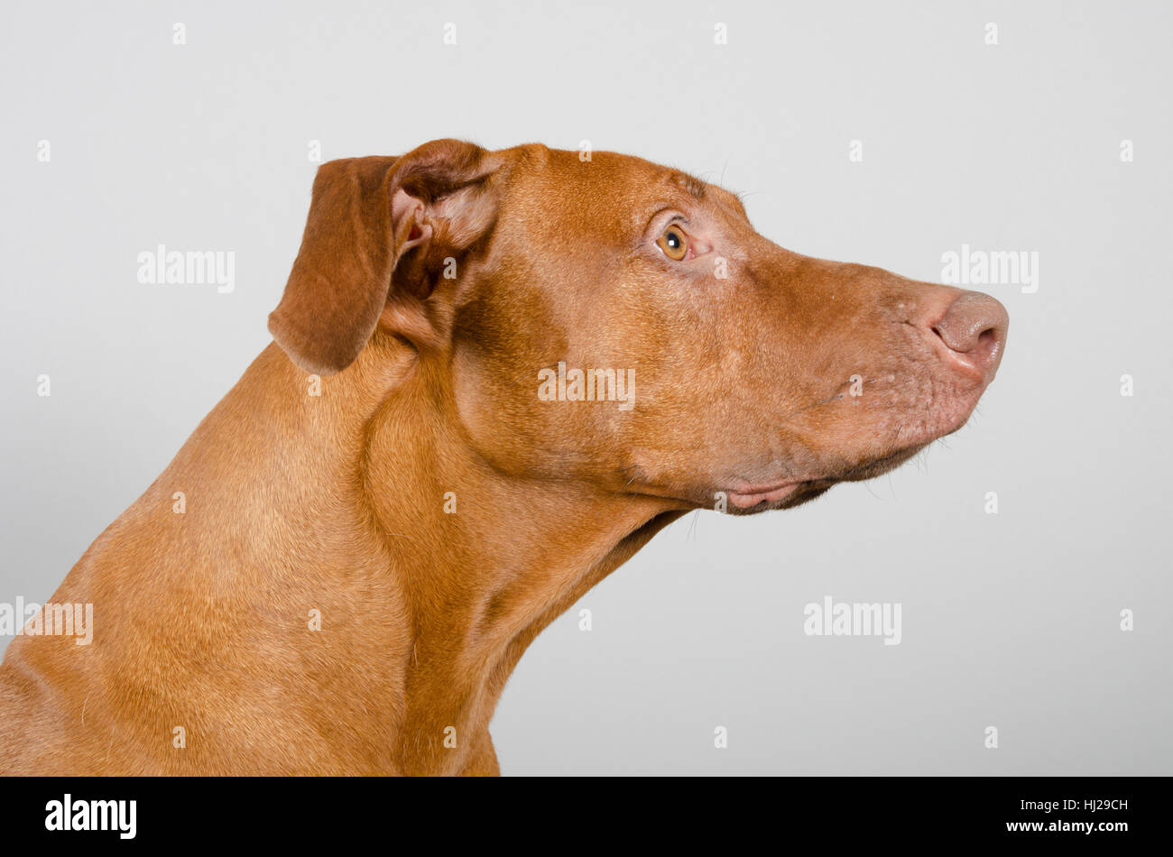 rhodesian ridgeback, male, puppy (9 months old), UK Stock Photo - Alamy