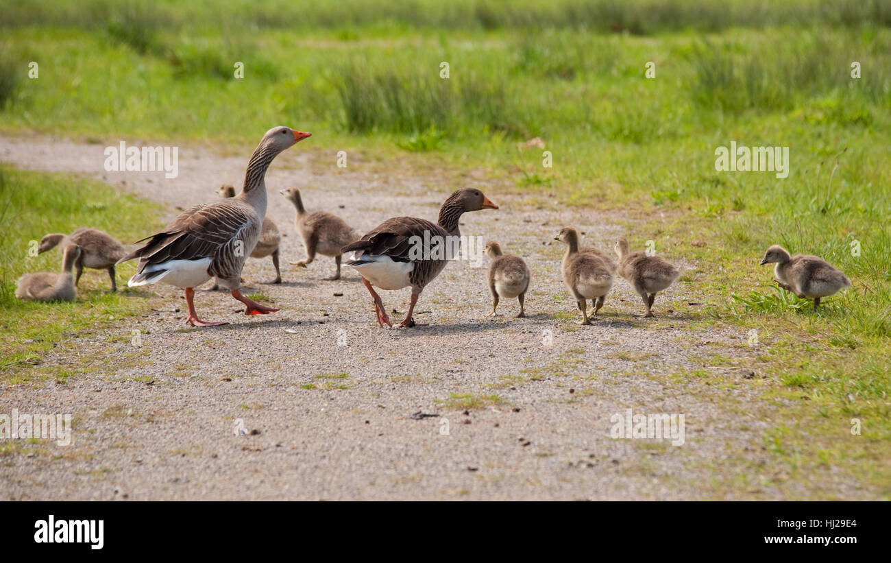 birth, childbirth, parturition, delivery, park, animal, bird, spring ...