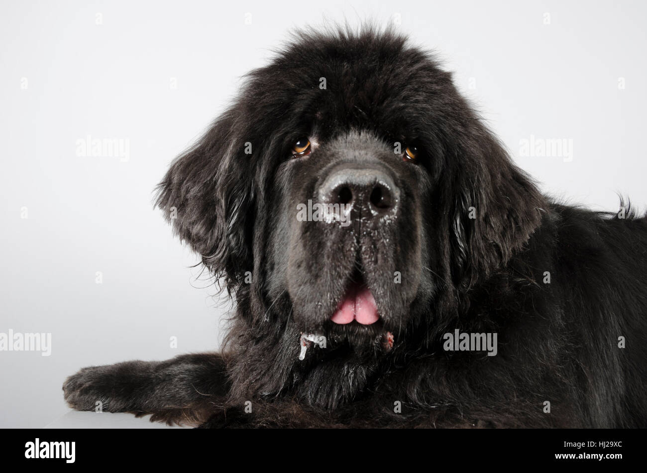 How Big Do Male Newfoundlands Get