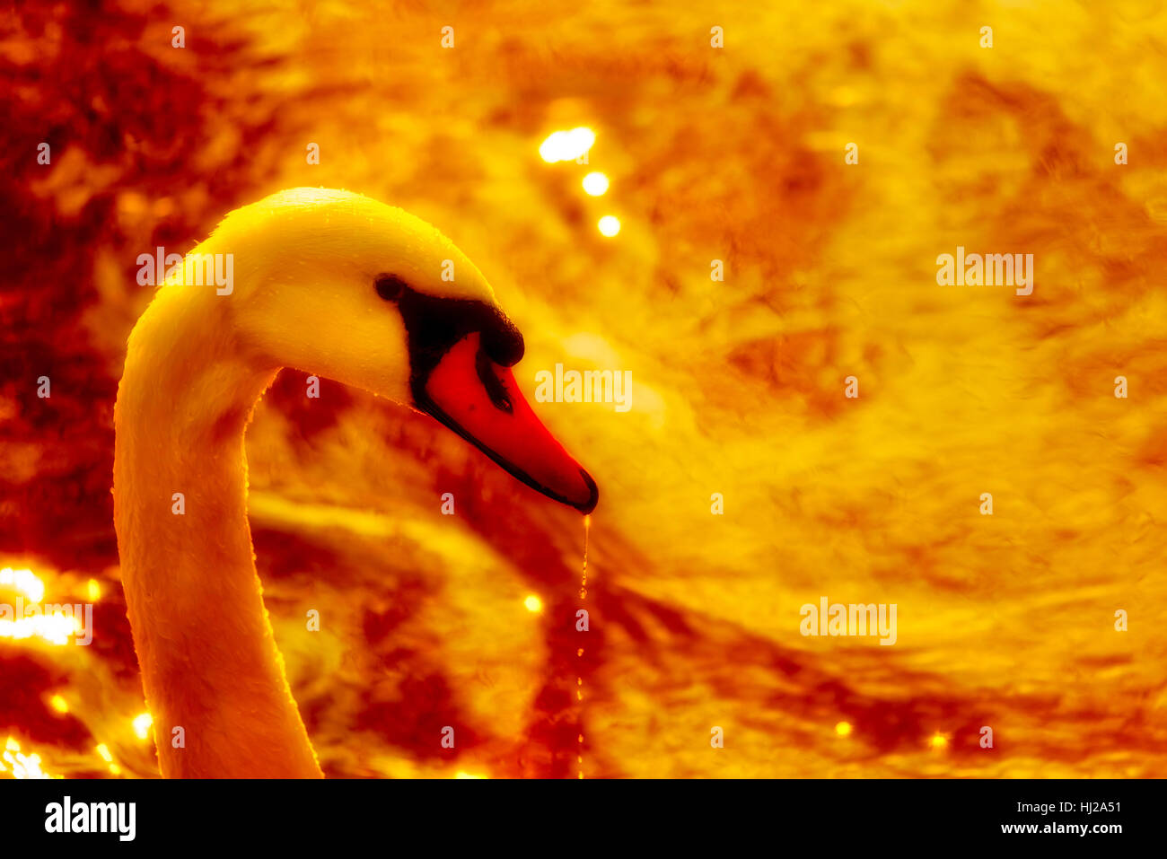 Swan with fiery golden background Stock Photo - Alamy