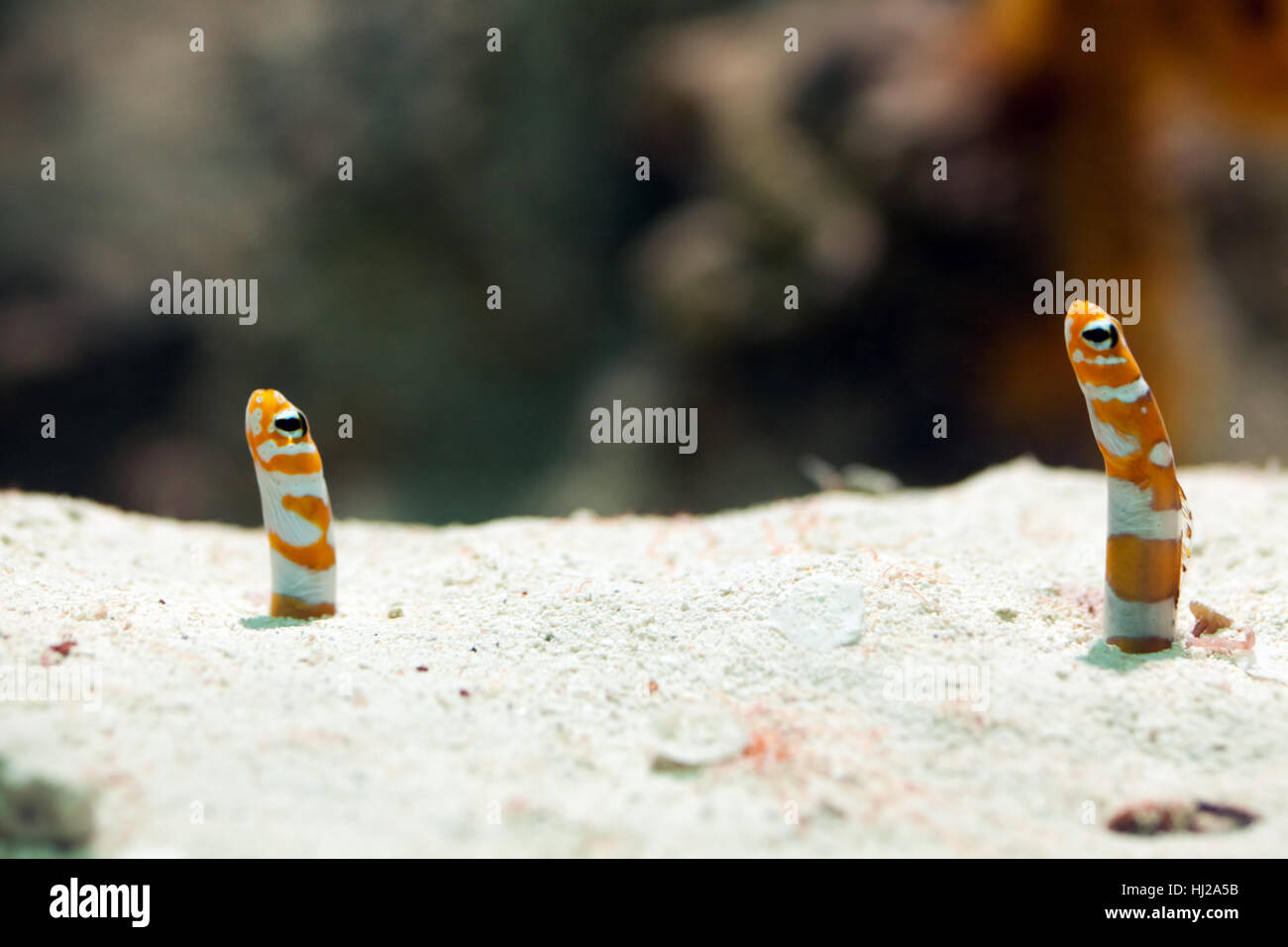 pracht pipe eel Stock Photo - Alamy