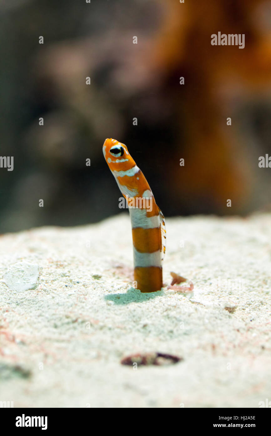 pracht pipe eel Stock Photo - Alamy