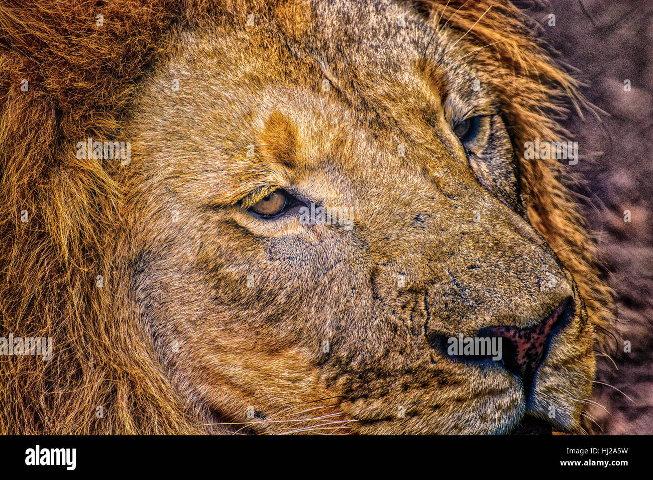 Golden brown fur texture hi-res stock photography and images - Alamy
