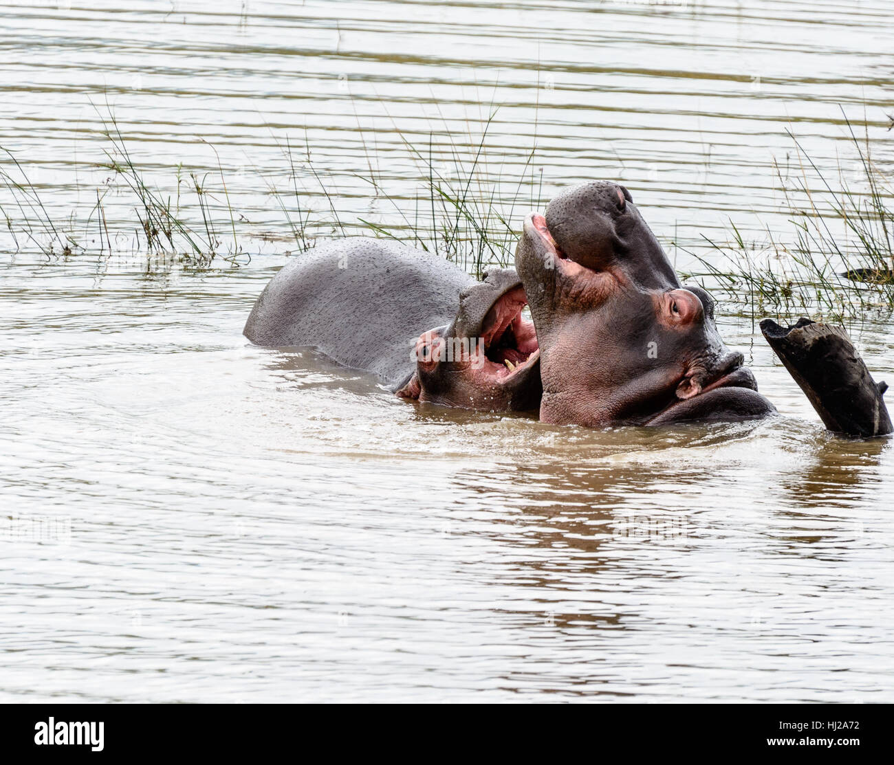 Two hippos mouth open hi-res stock photography and images - Alamy